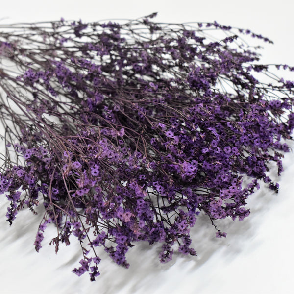 Dried Limonium | Dried & Preserved Flowers | Flower Station