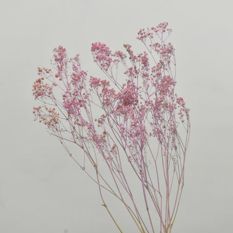 Dried Gypsophila | Dried & Preserved Flowers | Flower Station
