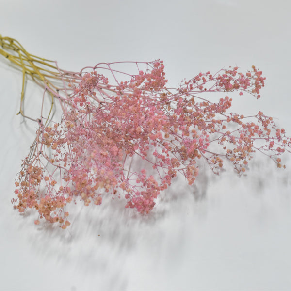 Dried Gypsophila | Dried & Preserved Flowers | Flower Station