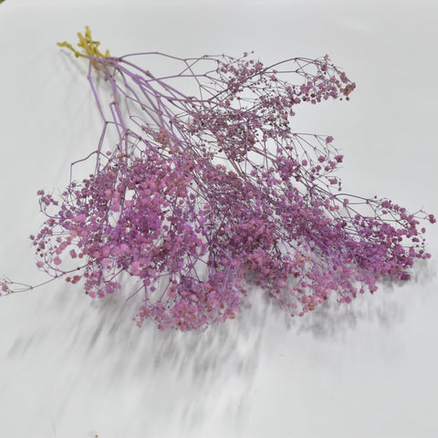 Dried Gypsophila | Dried & Preserved Flowers | Flower Station